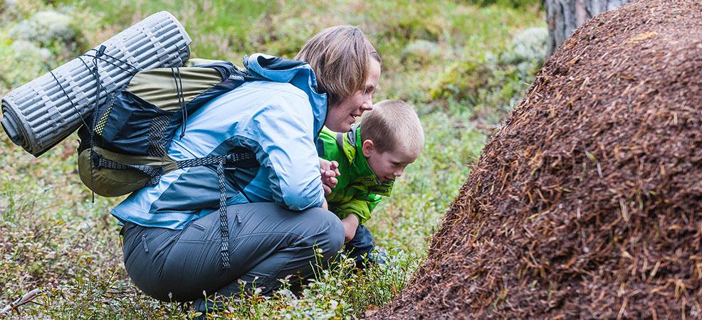 Studera myror och upptäck myrstackens hemligheter - Naturskyddsföreningen