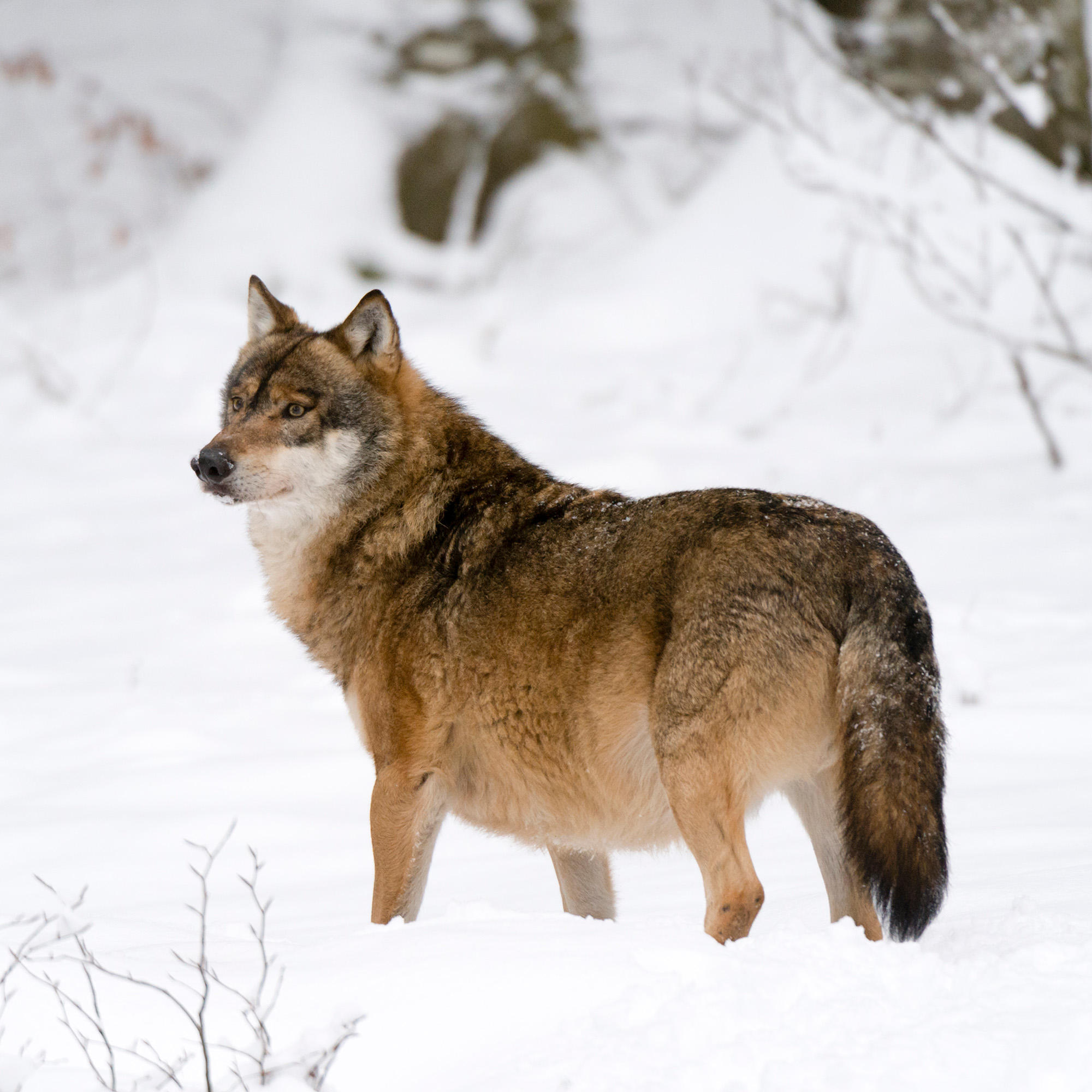 Vargen behöver ditt stöd - Naturskyddsföreningen