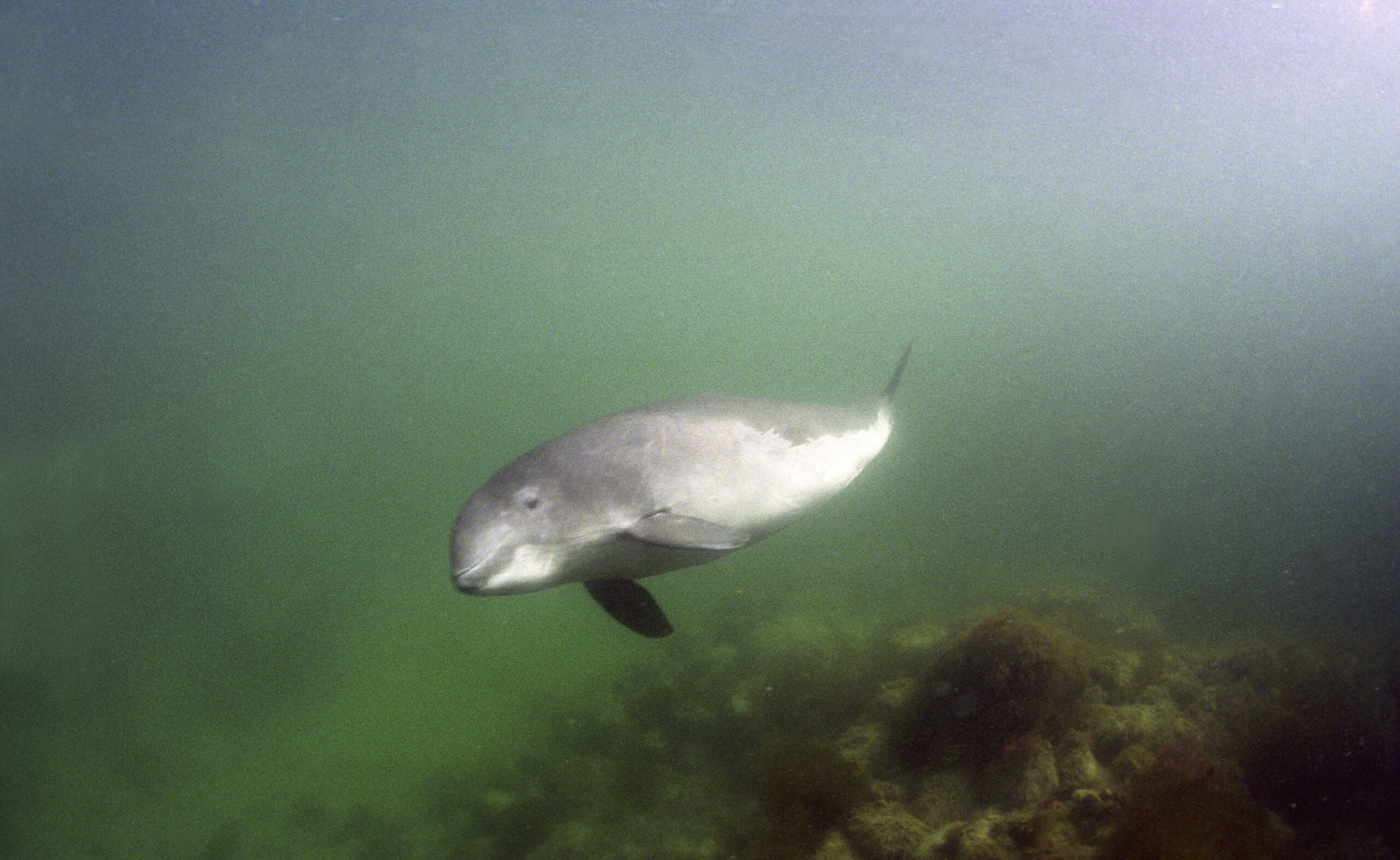 Så bör tumlaren skyddas i svenska vatten - Naturskyddsföreningen