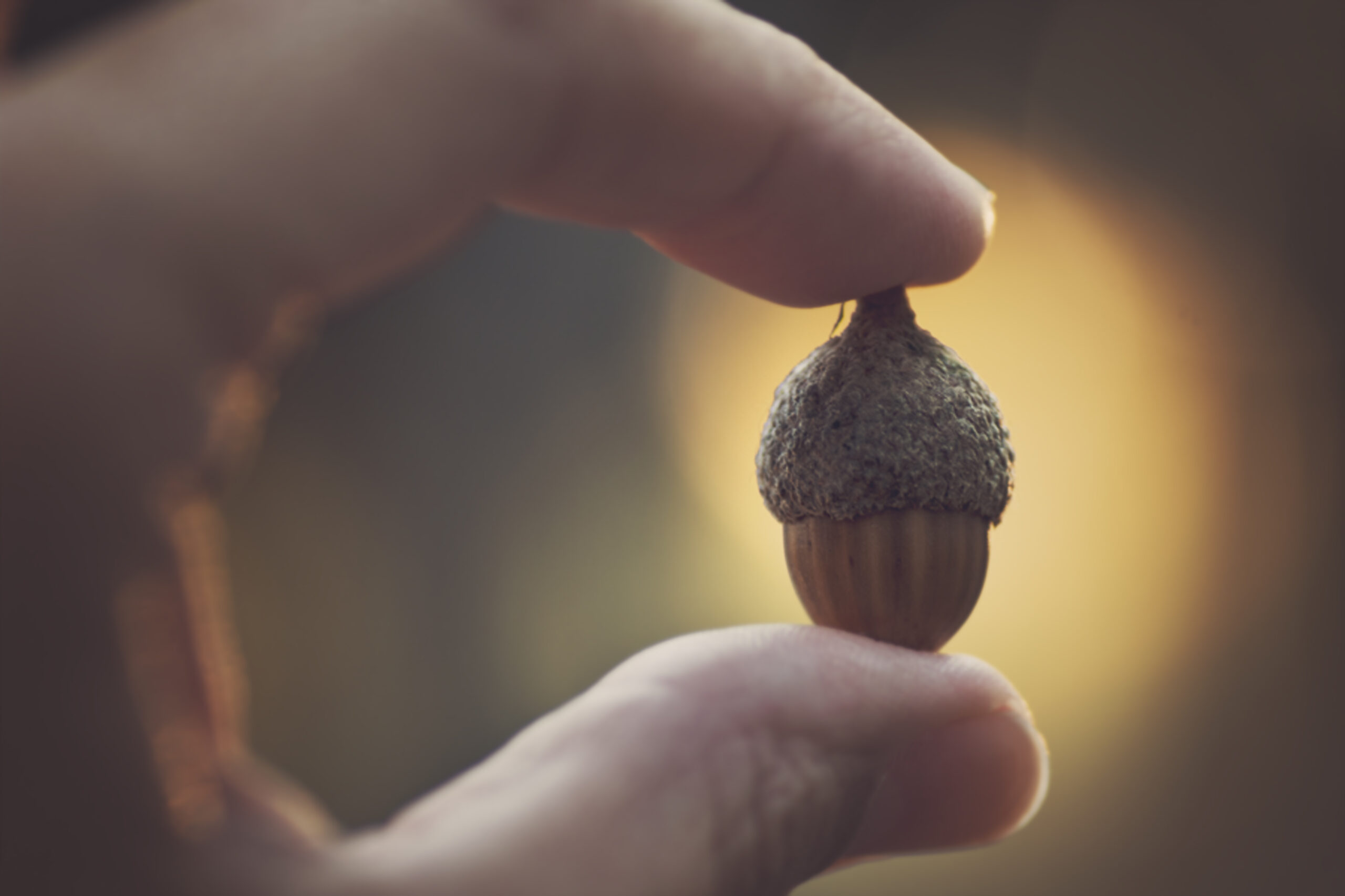 Plantera ett ekollon, framtidens ek - Naturskyddsföreningen