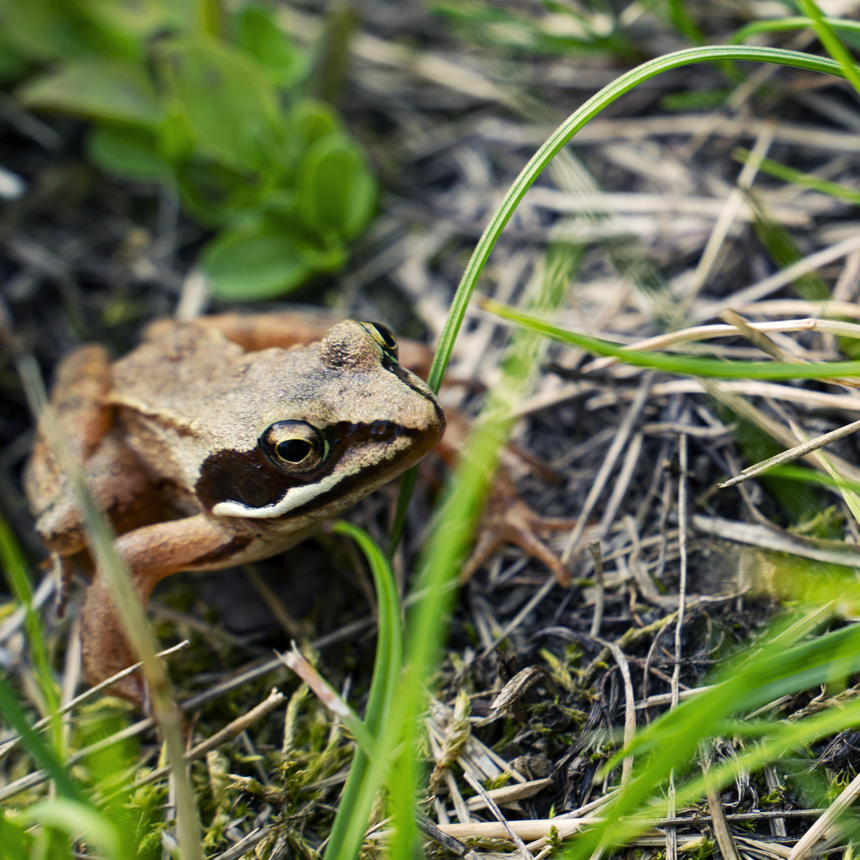 Bli fauna- eller floraväktare - Naturskyddsföreningen