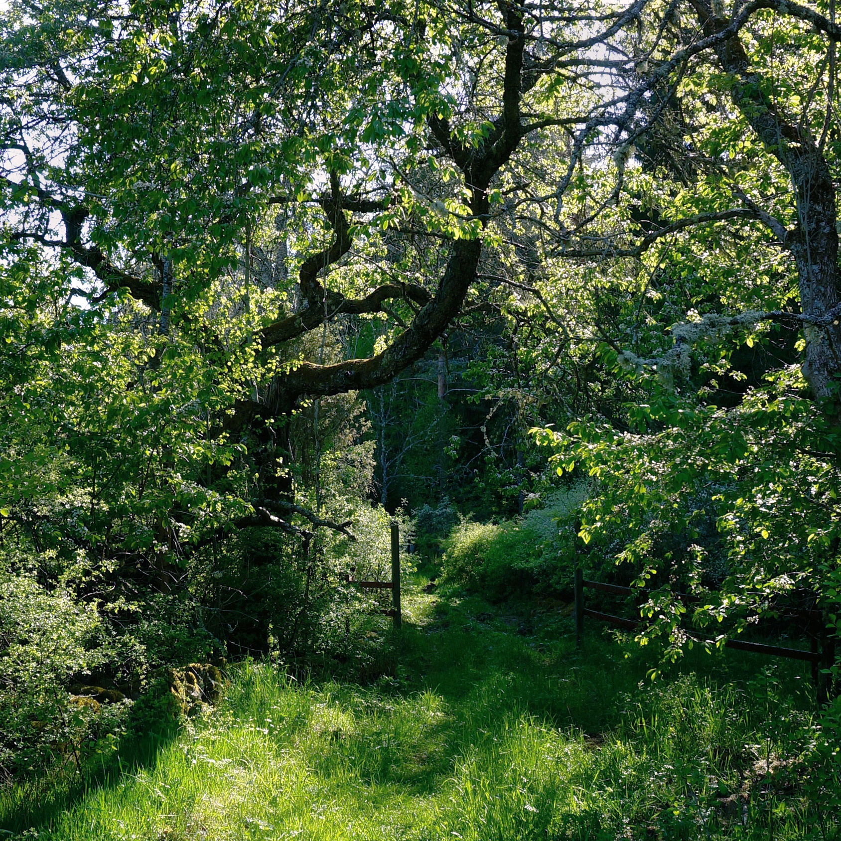 Skapa en naturstig - Naturskyddsföreningen