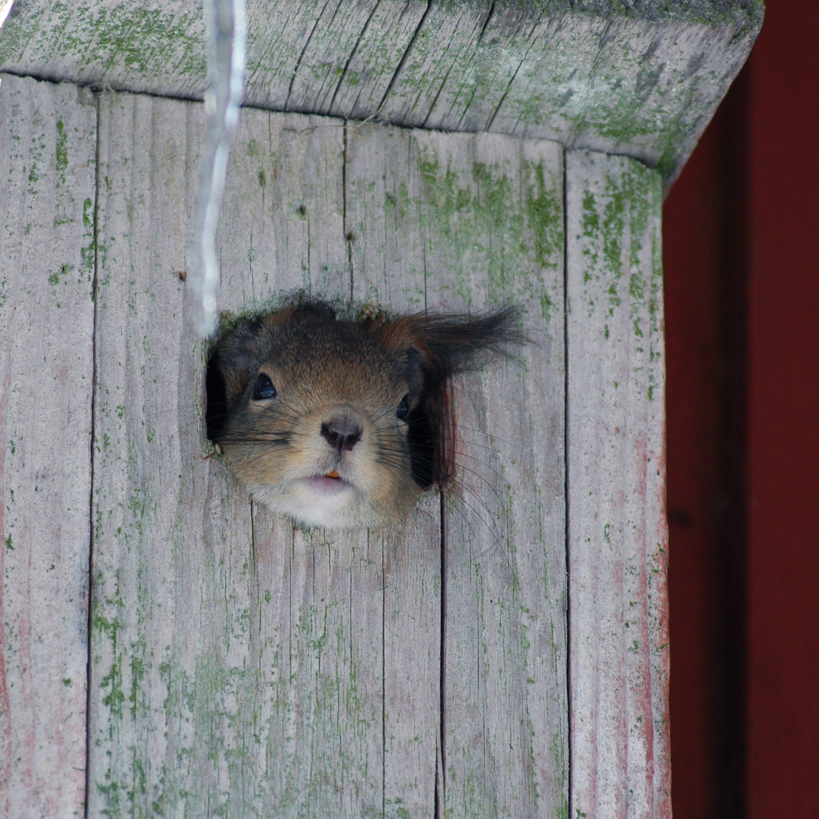 Snickra en ekorrholk - Naturskyddsföreningen