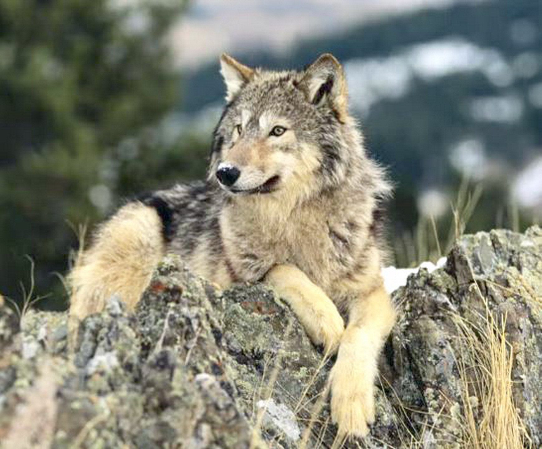 Öppet brev mot nedklassningen av vargens skyddsstatus, signerat av över ...