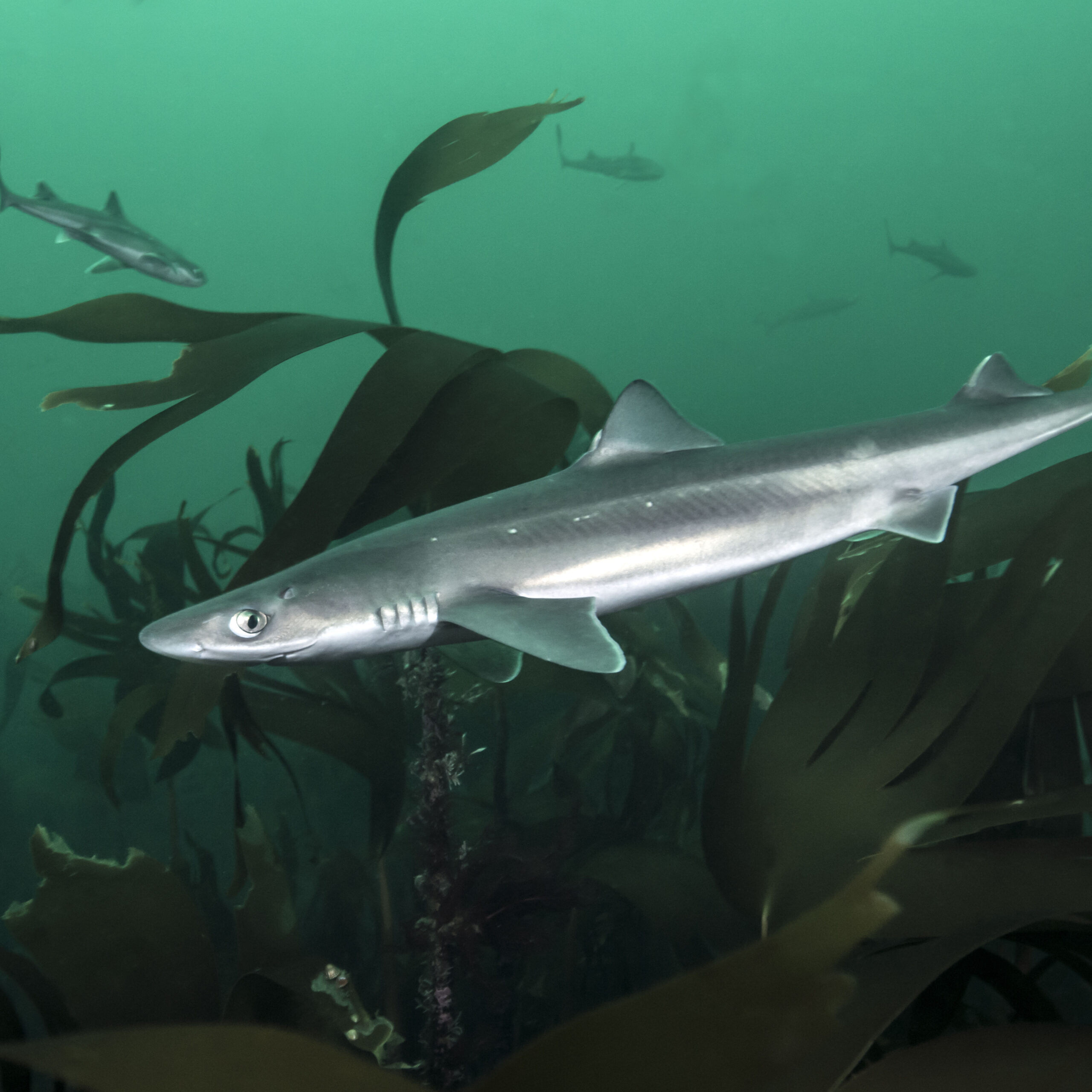 Hajar hotas av överfiske - Naturskyddsföreningen