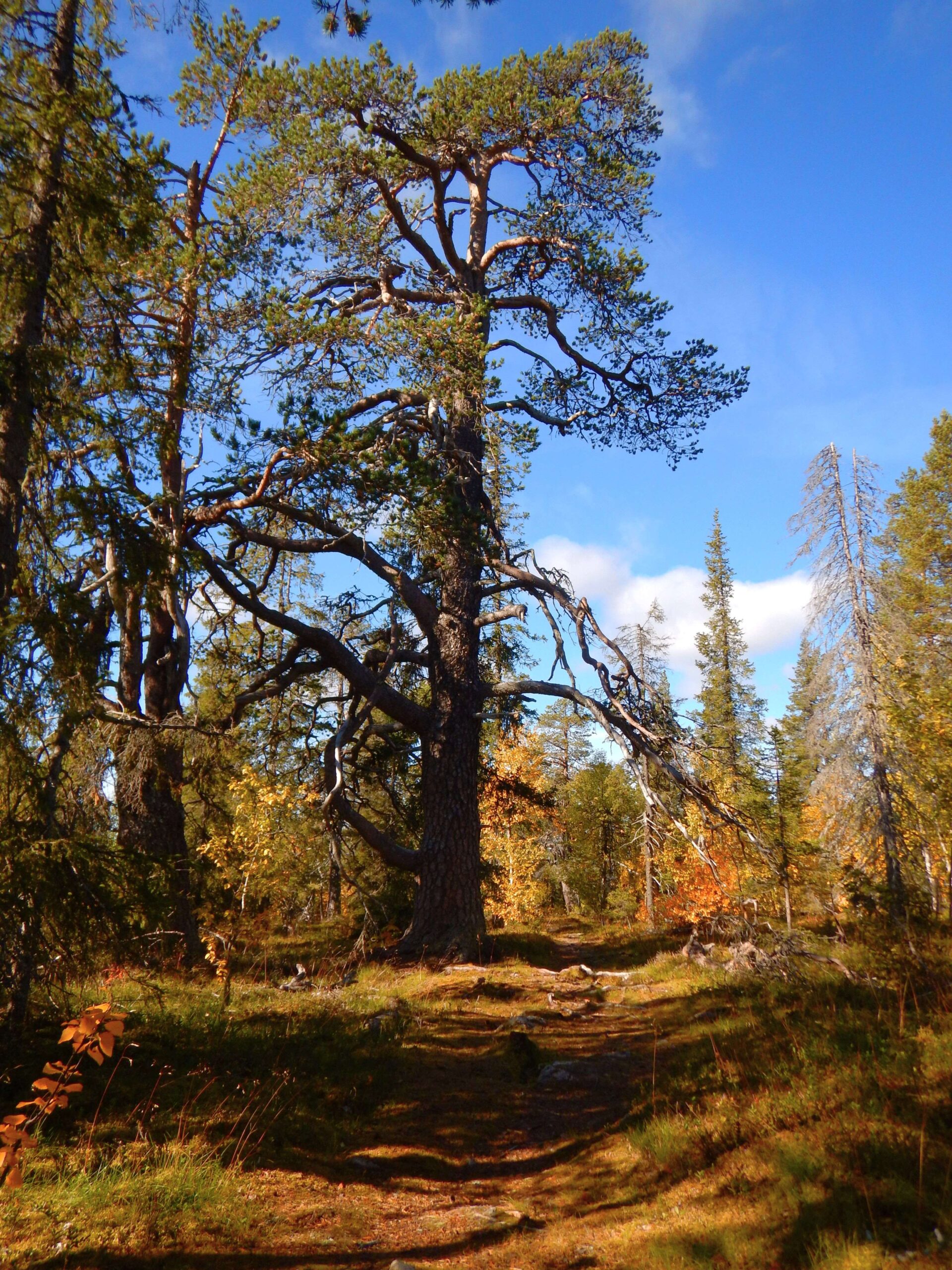 Jelka-Rimakåbbå ( Jielkká -Rijmagåbbå) - Naturskyddsföreningen
