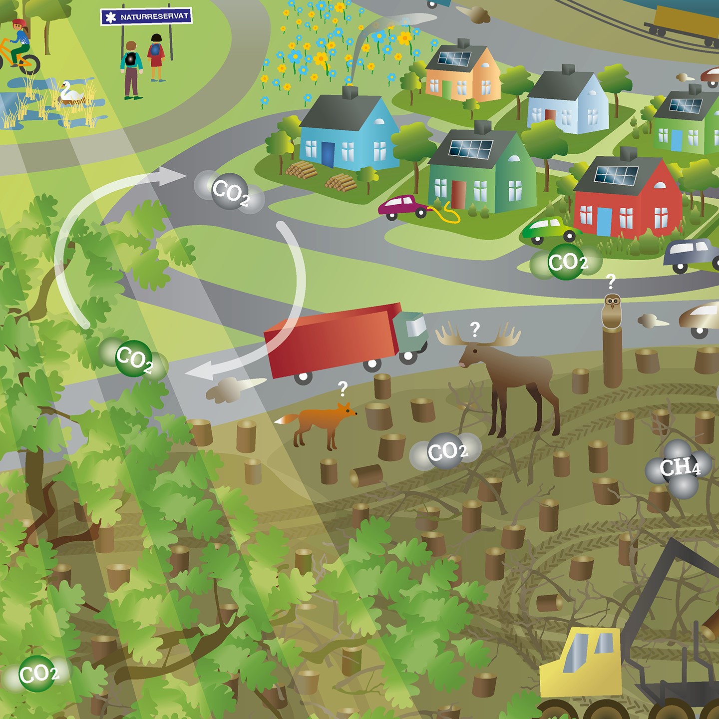 The carbon cycle and human impact - Naturskyddsföreningen