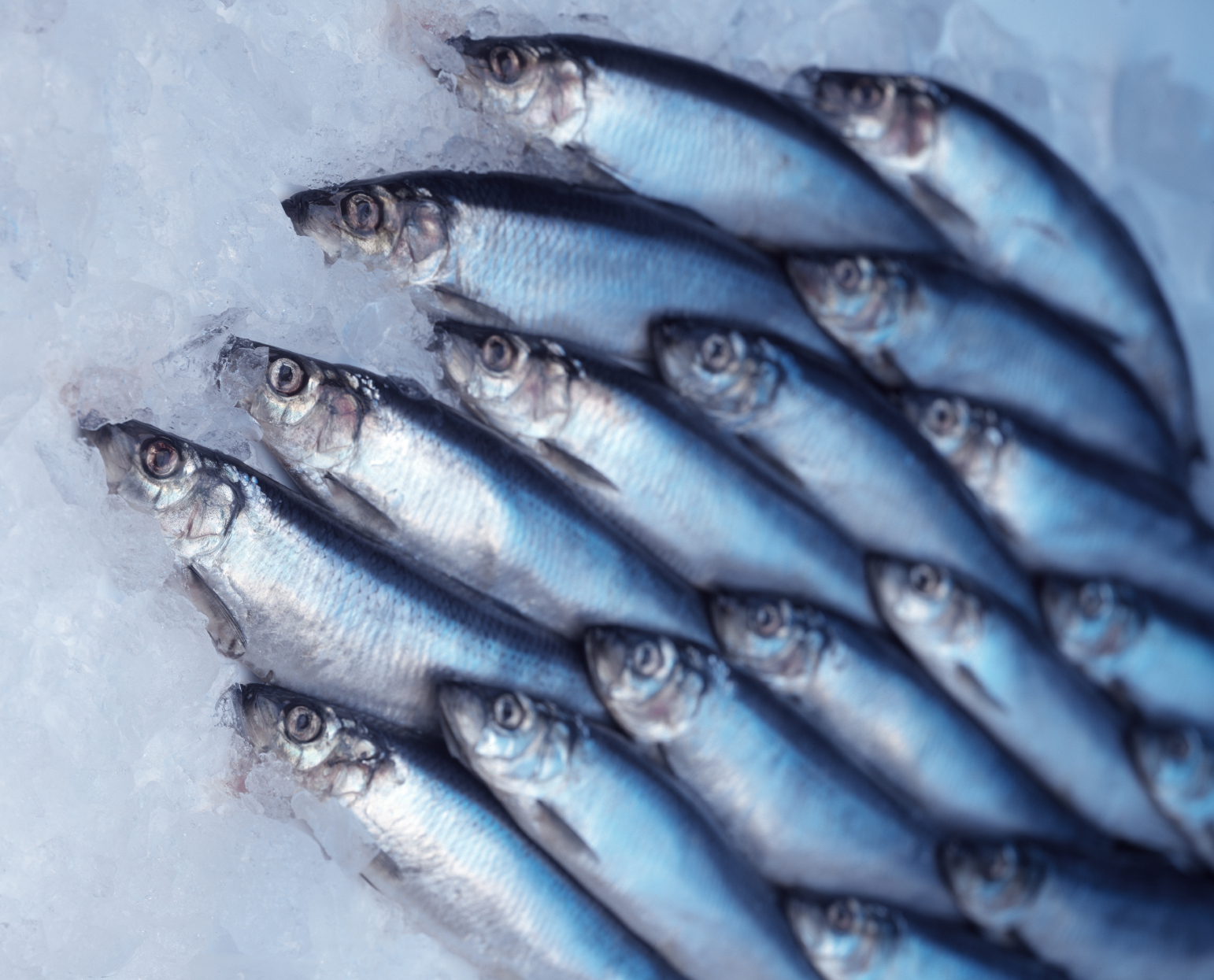 Strömmingsfisket i Östersjön måste stoppas!