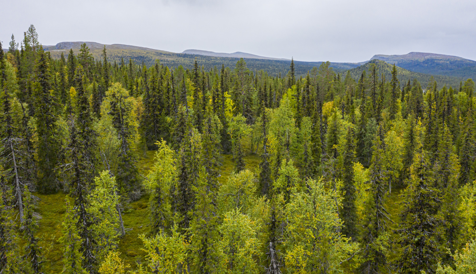 Nationell strategi för formellt skydd av skog - Naturskyddsföreningen