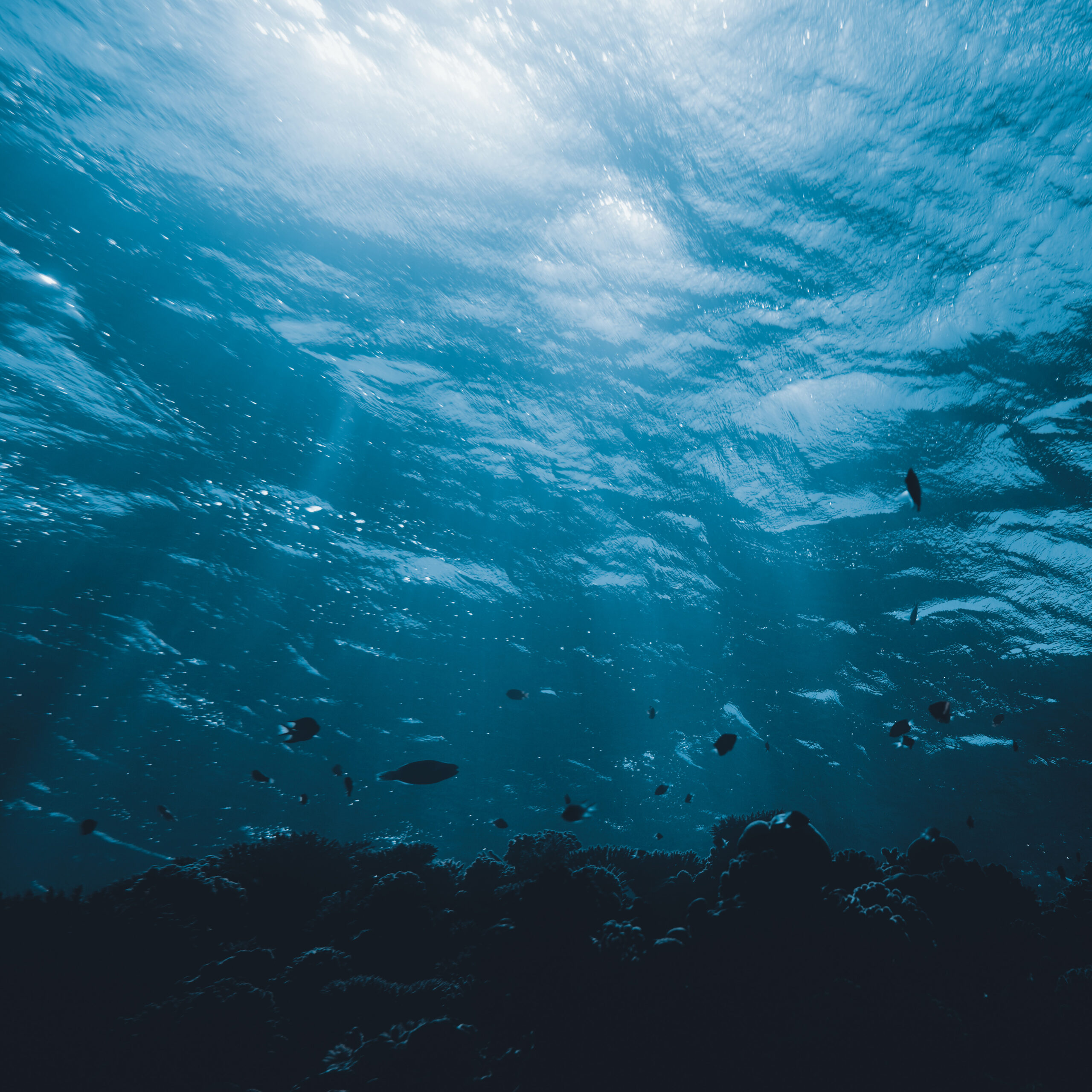 Därför måste gruvor i havet stoppas - Naturskyddsföreningen