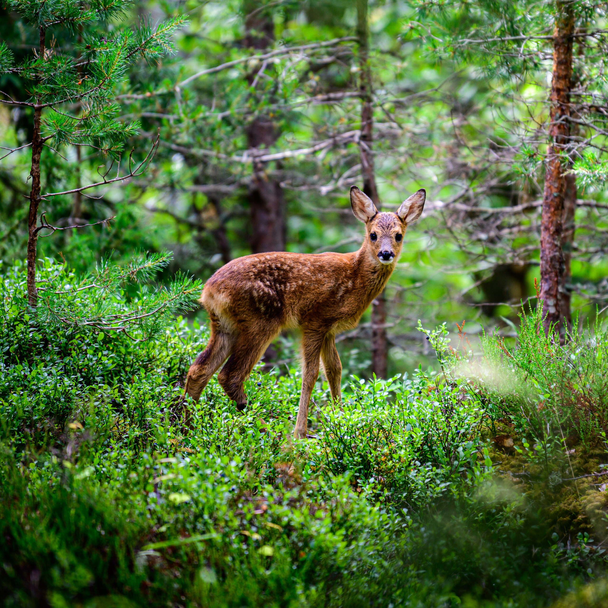 Vad är en skog? - Naturskyddsföreningen