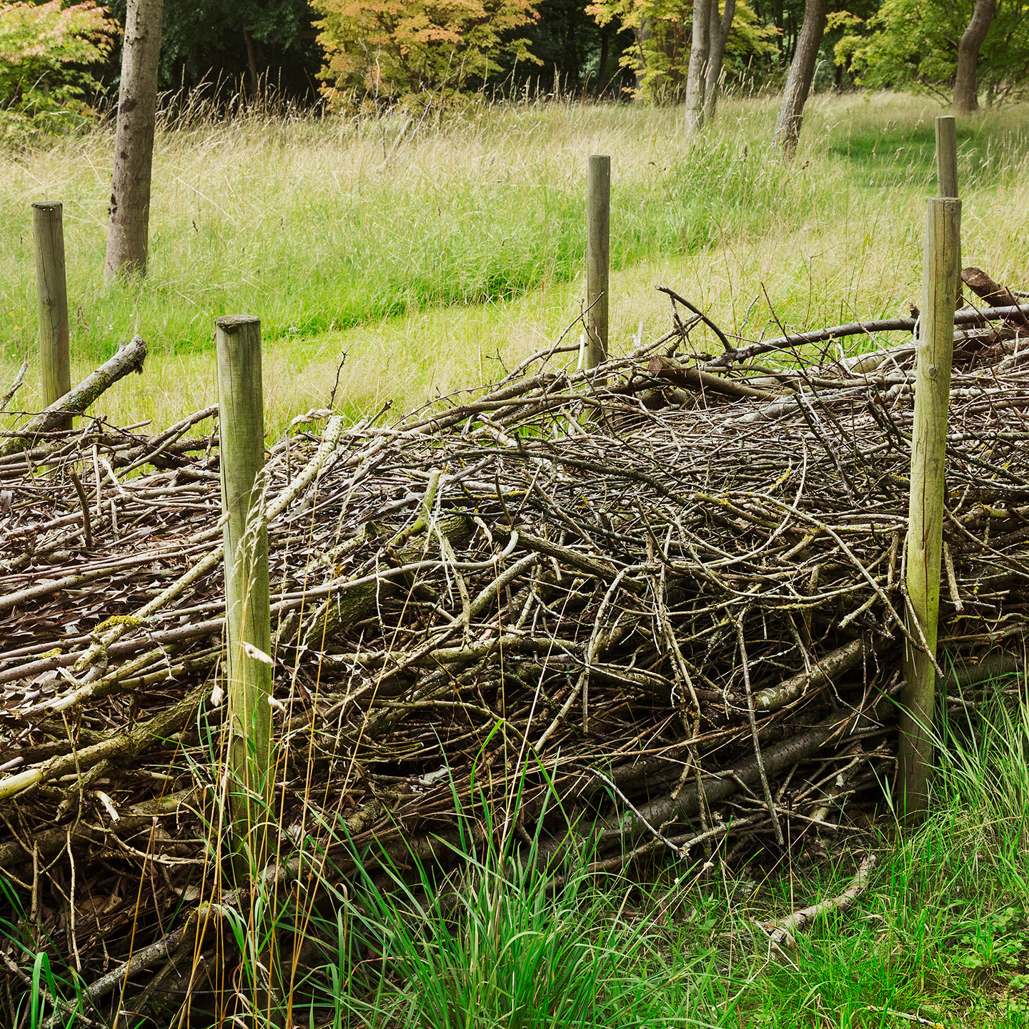 Skapa rishäckar och gynna biologisk mångfald - Naturskyddsföreningen
